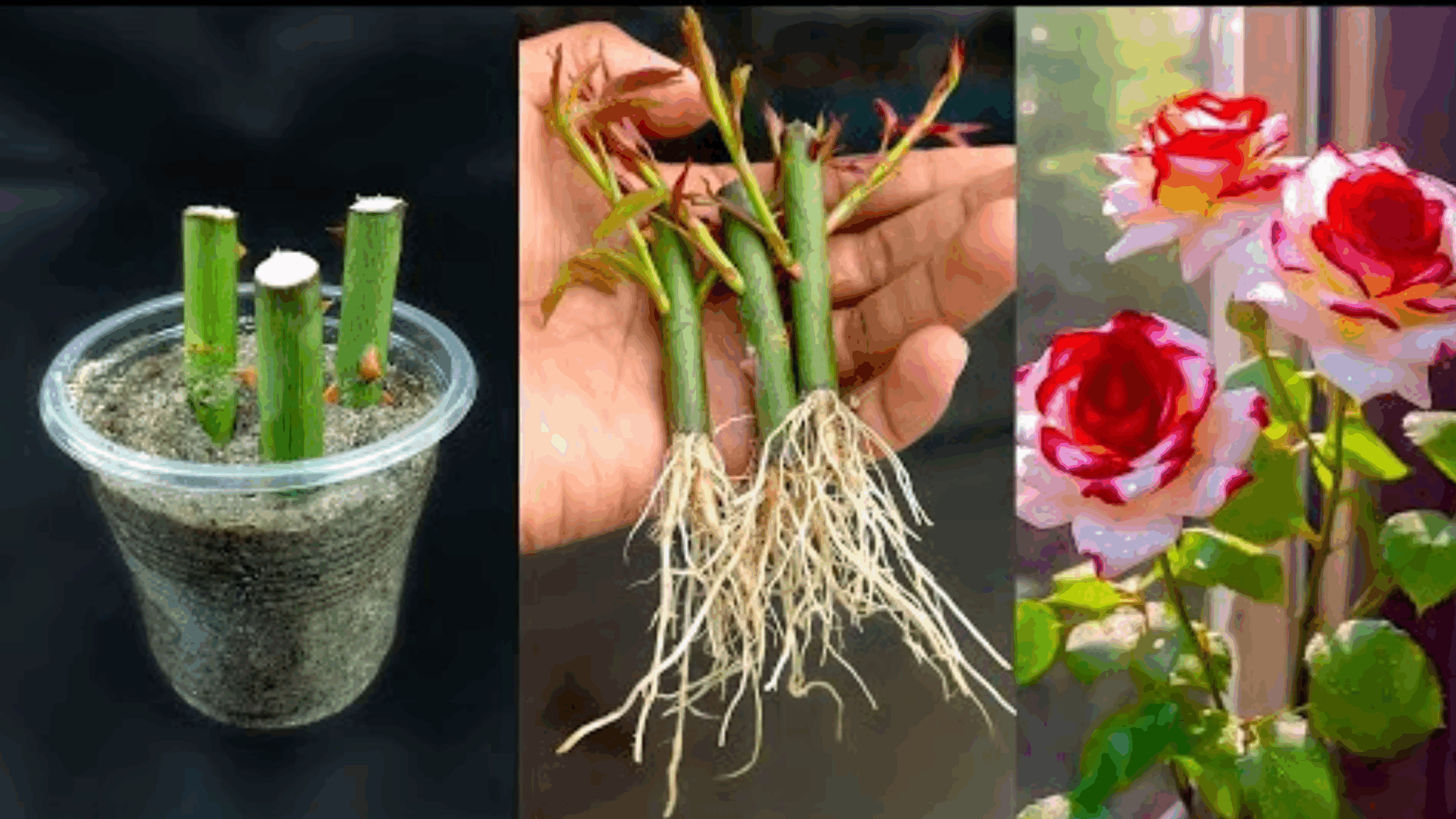 Growing Beautiful Roses from Cuttings — A Simple Guide with a Homemade ...