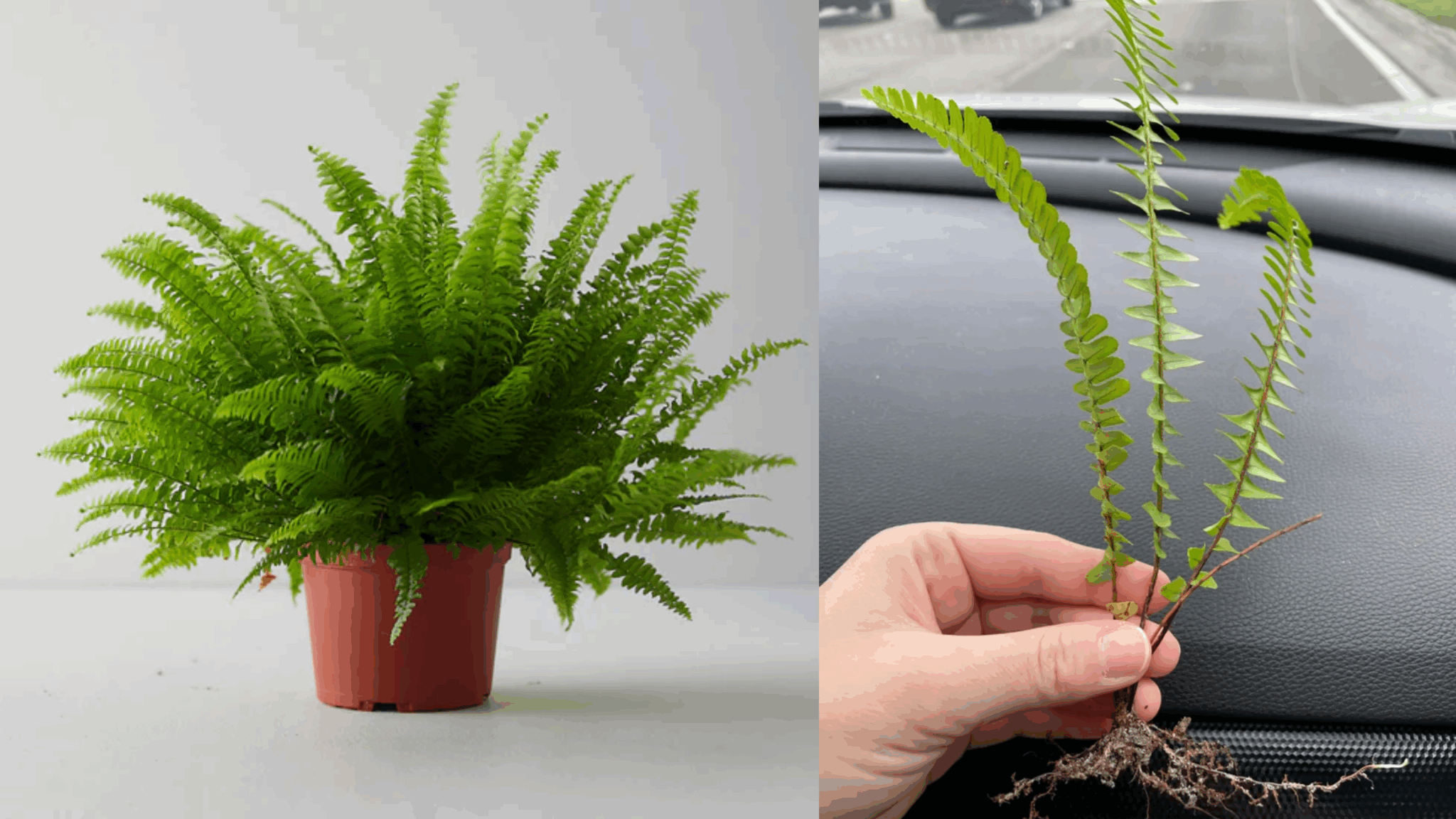 How to Care for Ferns: A Comprehensive Guide - green garden
