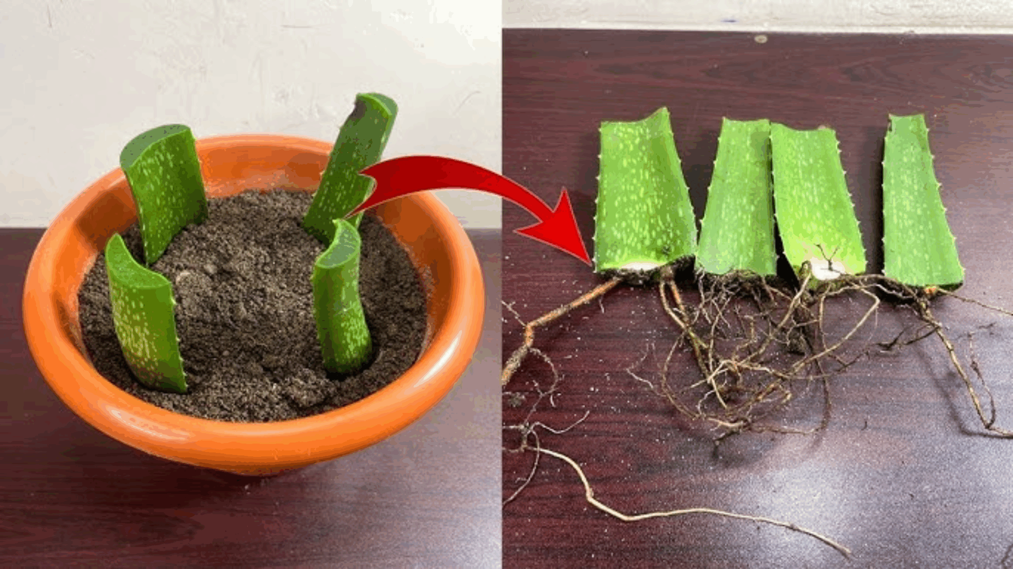 How to Propagate Aloe Vera From Leaf Cuttings: A Simple, Proven Method in Just 2 Easy Steps ...