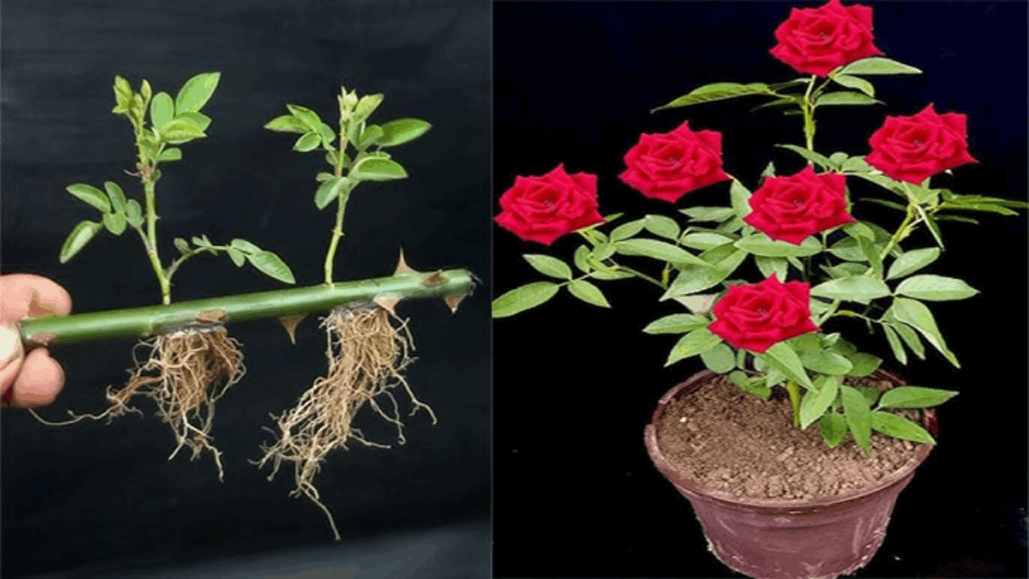 How to Propagate Roses from Cuttings: A Simple Step-by-Step Guide ...