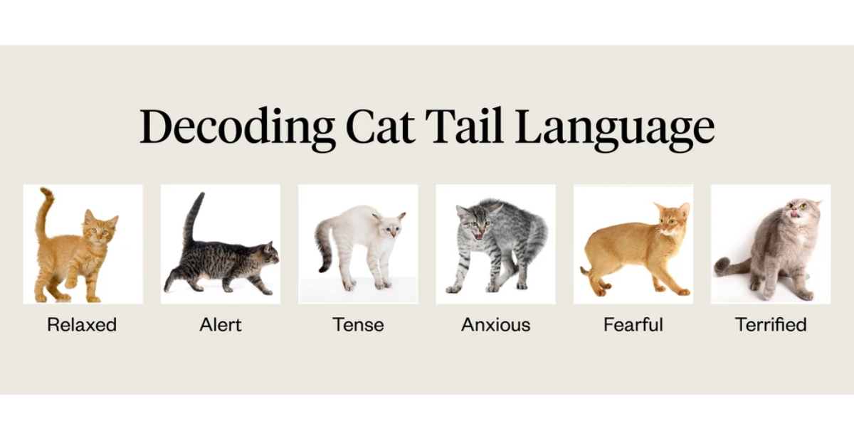 🐾 Decode Your Cat’s Tail: What Those Flips, Flicks & Tucks Really Mean ...