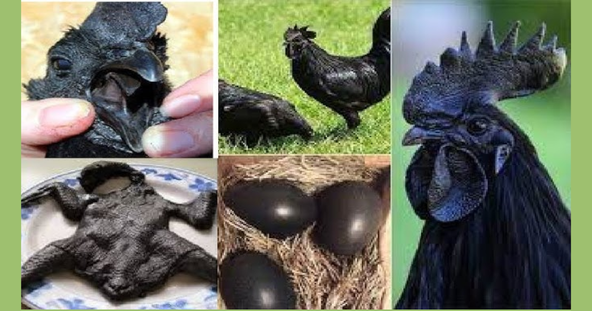Ayam Cemani: The World’s Rarest and Most Expensive Black Chicken ...