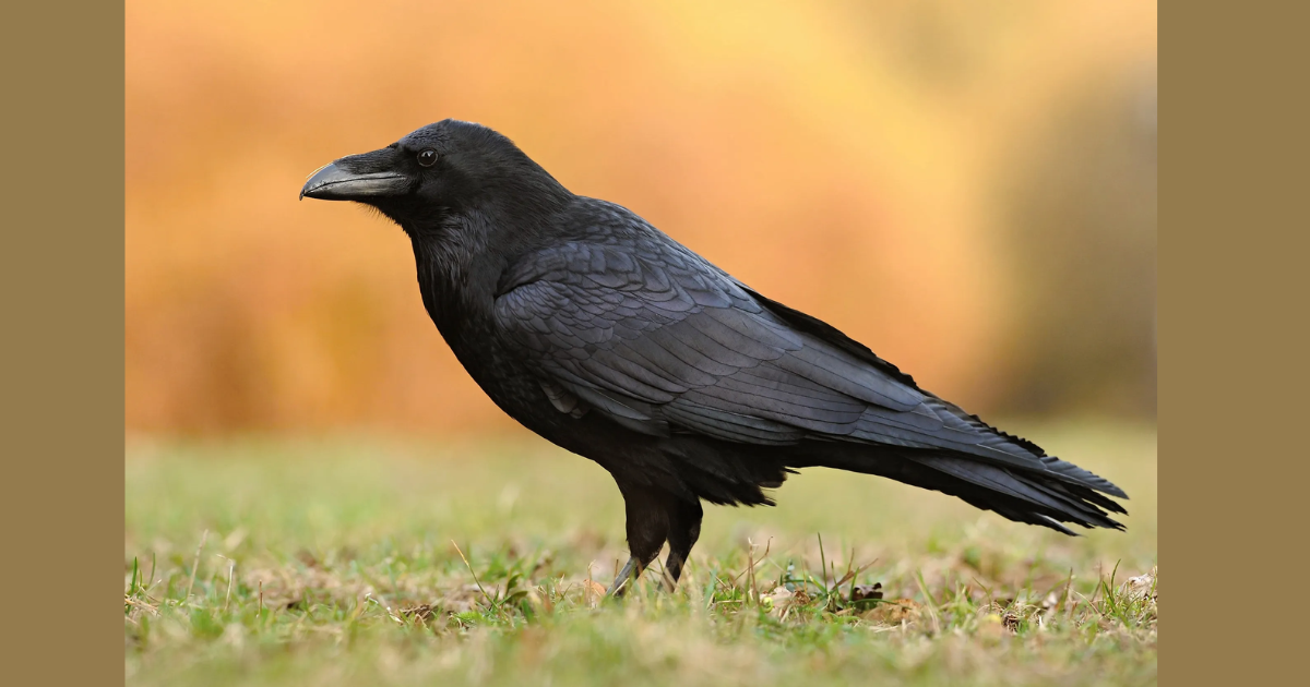 Why Do Crows Cover Themselves with Ants? The Fascinating Behavior of ...