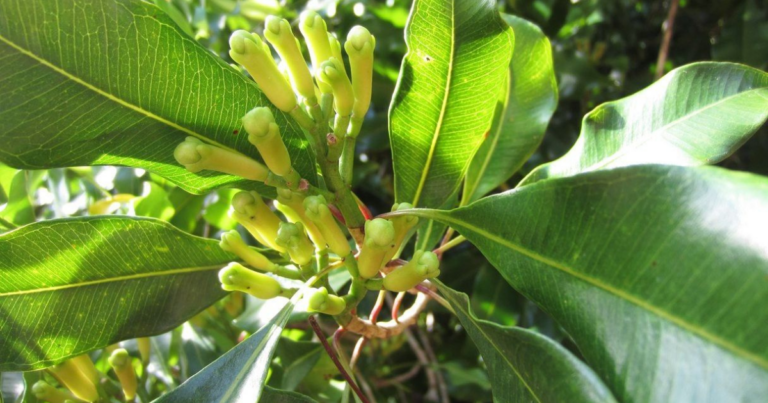 How to Grow a Clove Tree at Home: A Practical Guide for Beginners ...